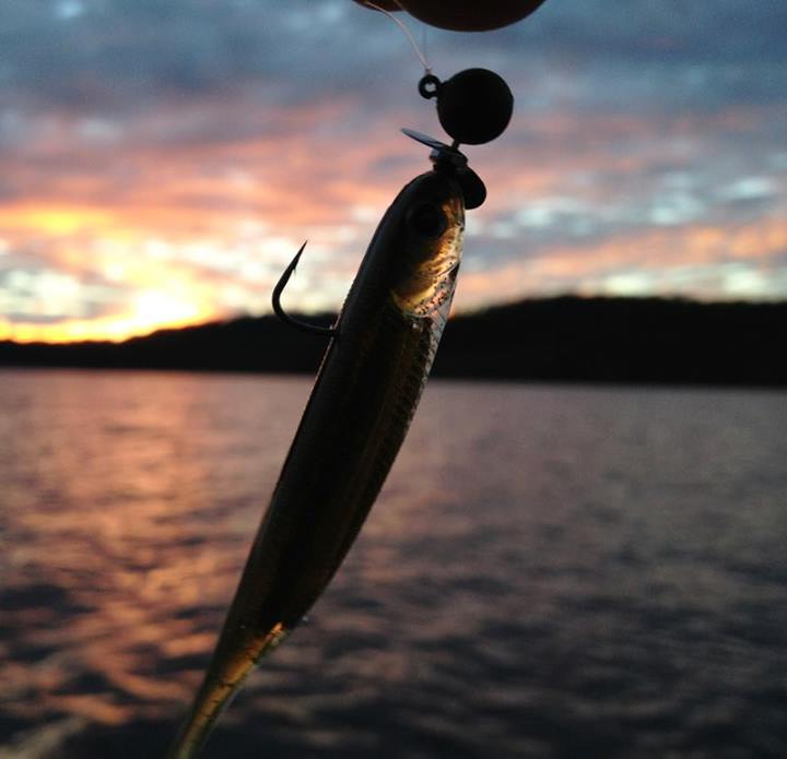 Fish Arrow Wheel Head Jigheads – Master Angler