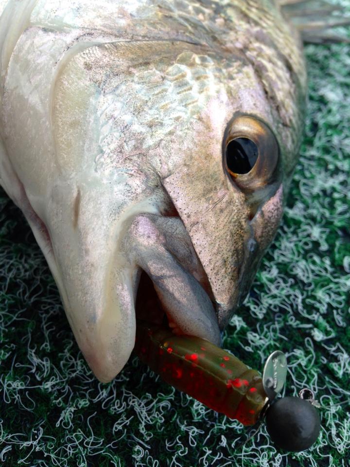 Fish Arrow Wheel Head Jigheads – Master Angler